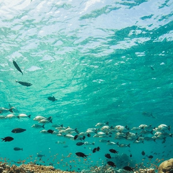 AWARE Fish Identification | Scuba Diving Classes | A1 Scuba
