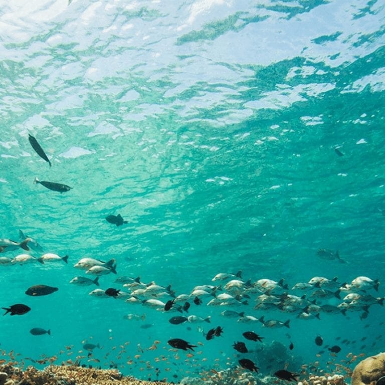 AWARE Fish Identification | Scuba Diving Classes | A1 Scuba